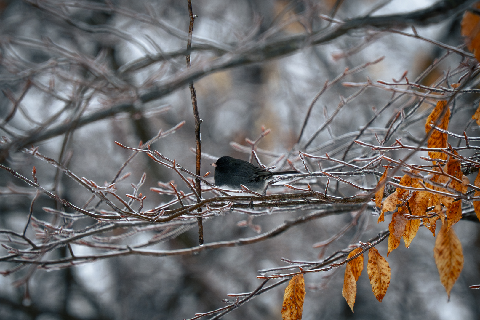 February Birds – kriegs.net
